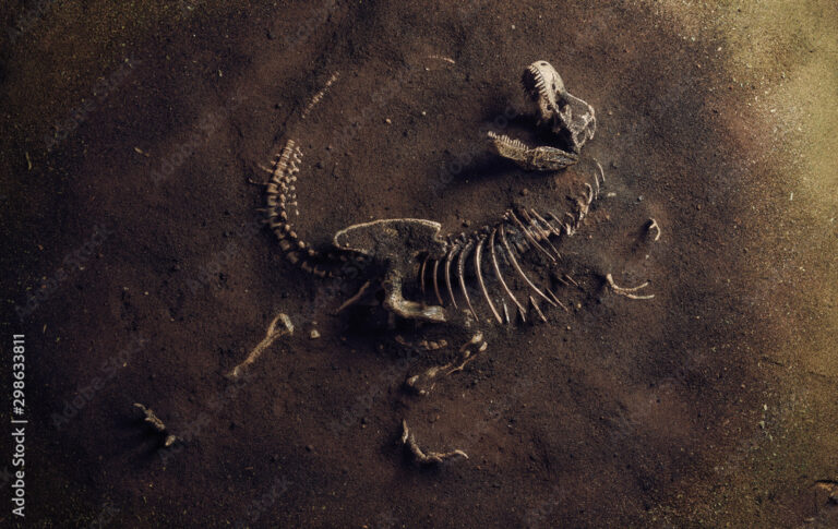 Types of Fossils – Fossils Everywhere